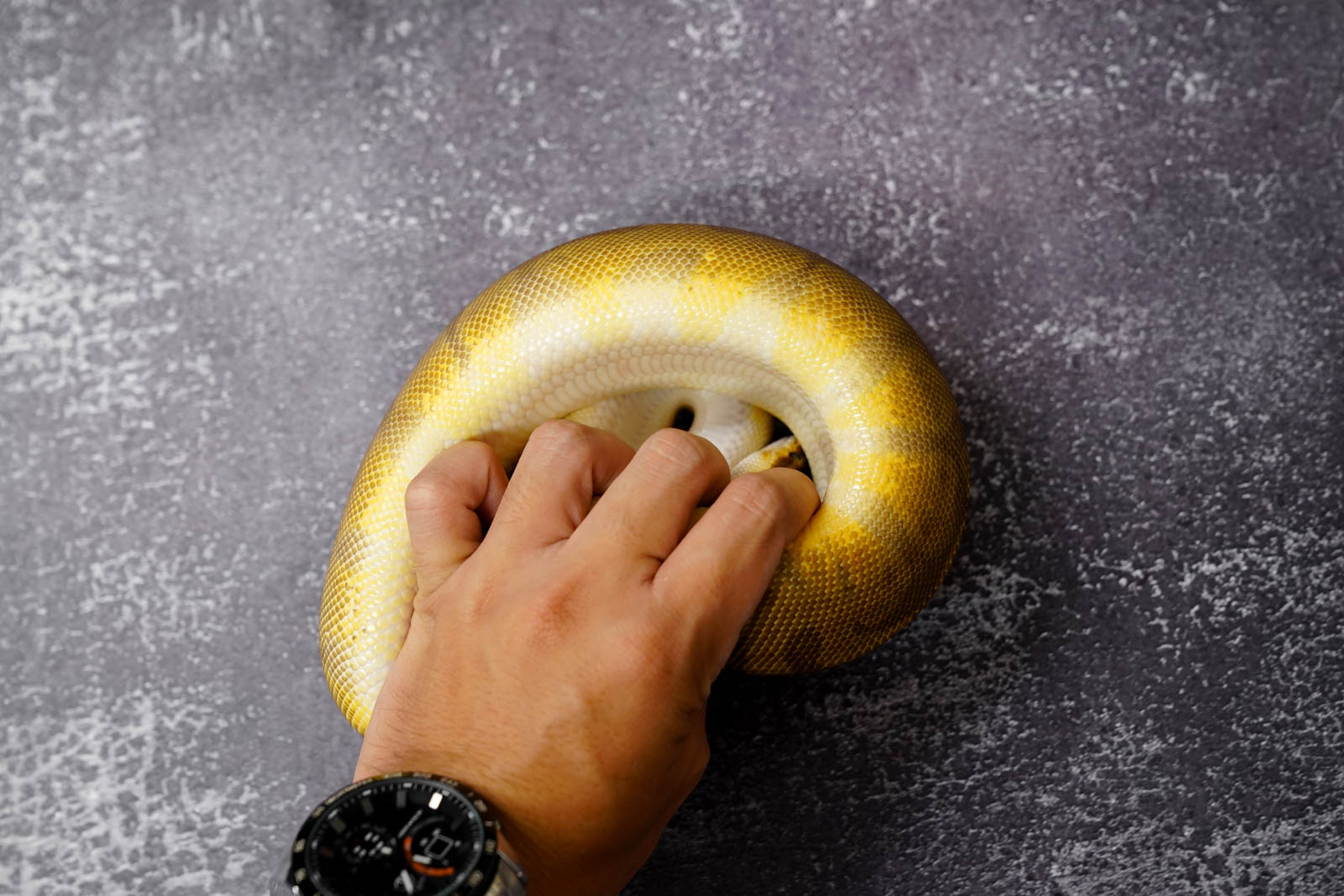 Enchi Sunset – REALITY BALL PYTHON