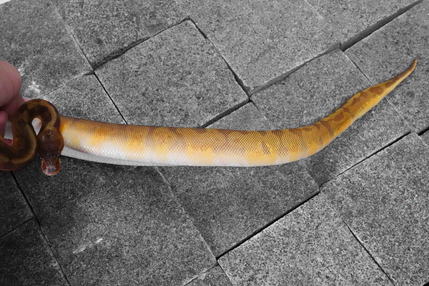 Enchi Sunset – REALITY BALL PYTHON