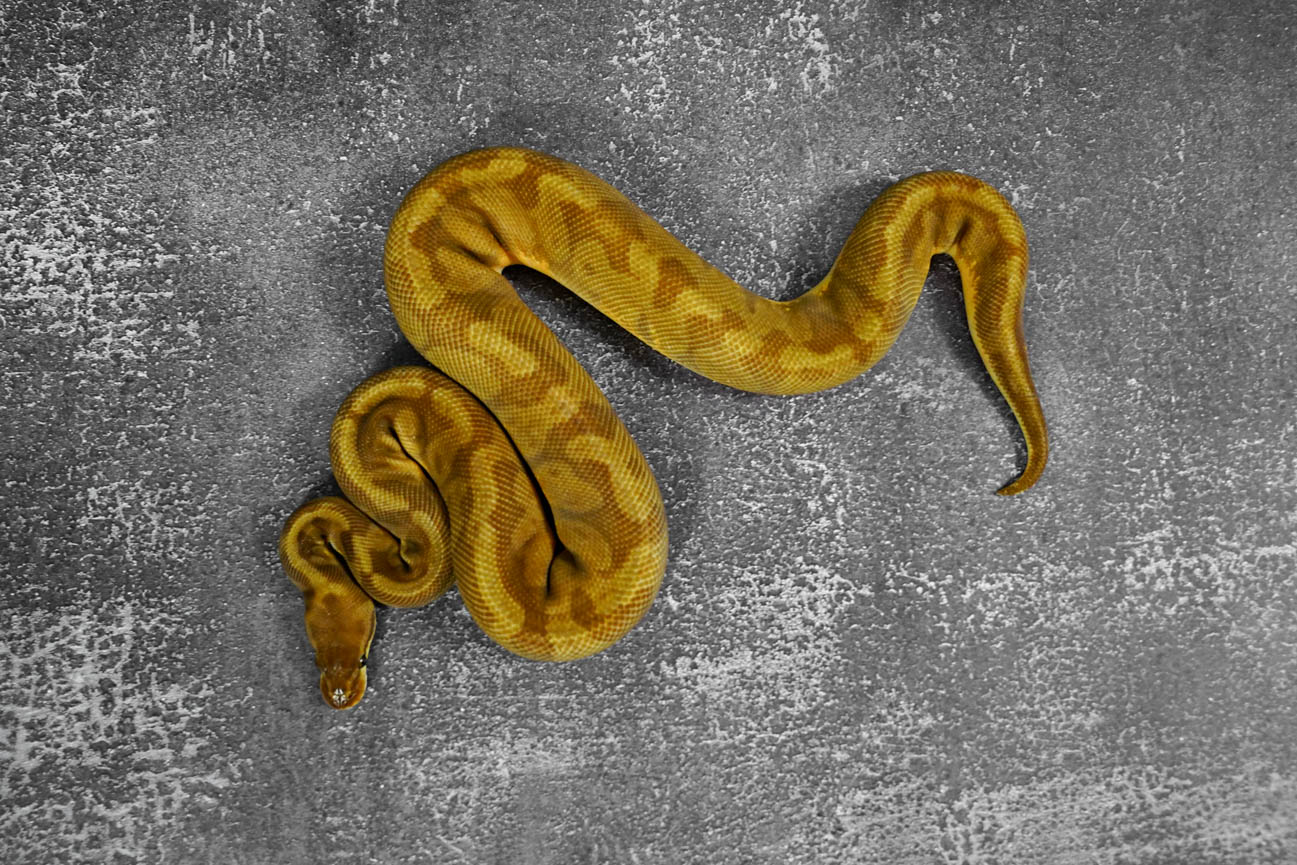 Enchi Sunset – REALITY BALL PYTHON