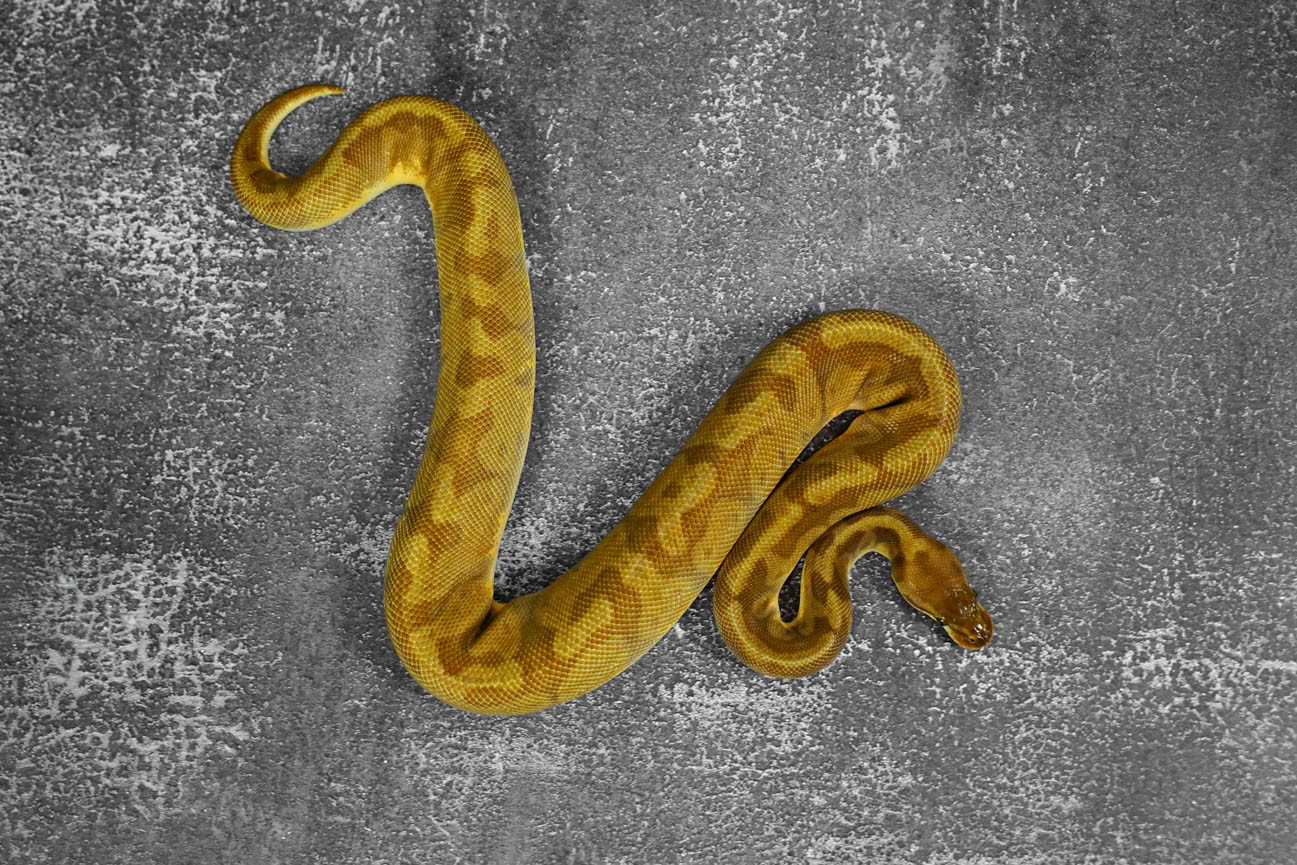 Enchi Sunset – REALITY BALL PYTHON