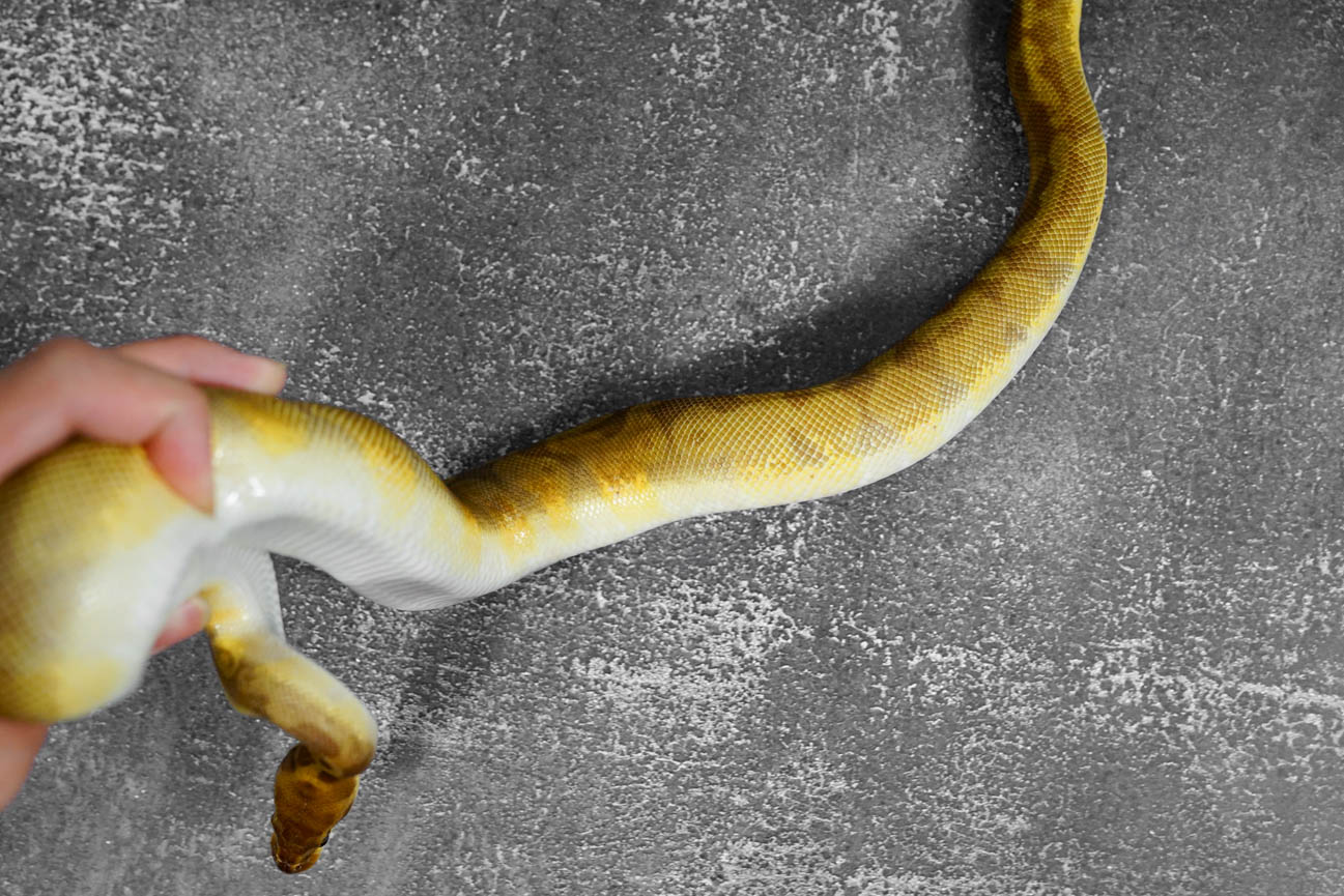 Enchi Sunset – REALITY BALL PYTHON