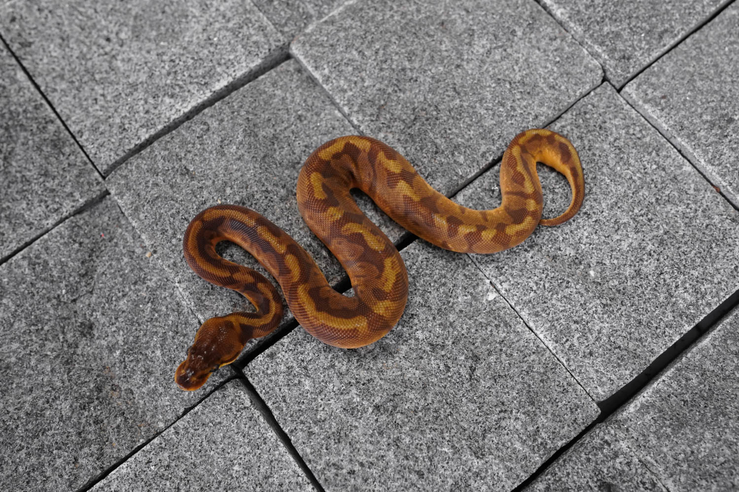 Enchi Sunset – REALITY BALL PYTHON