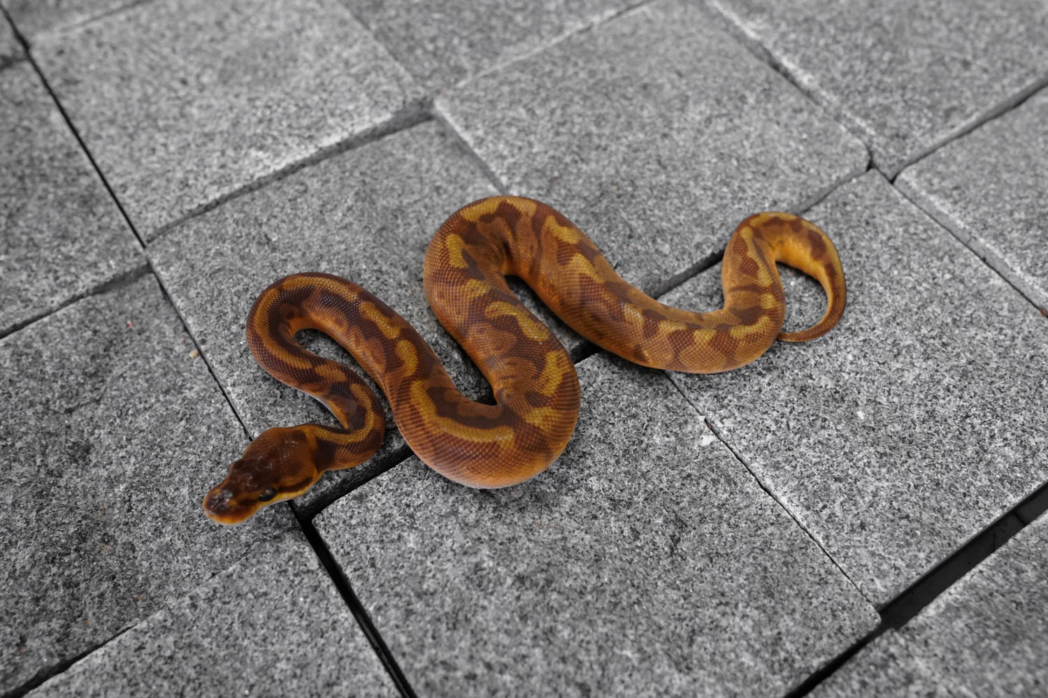 Enchi Sunset – REALITY BALL PYTHON