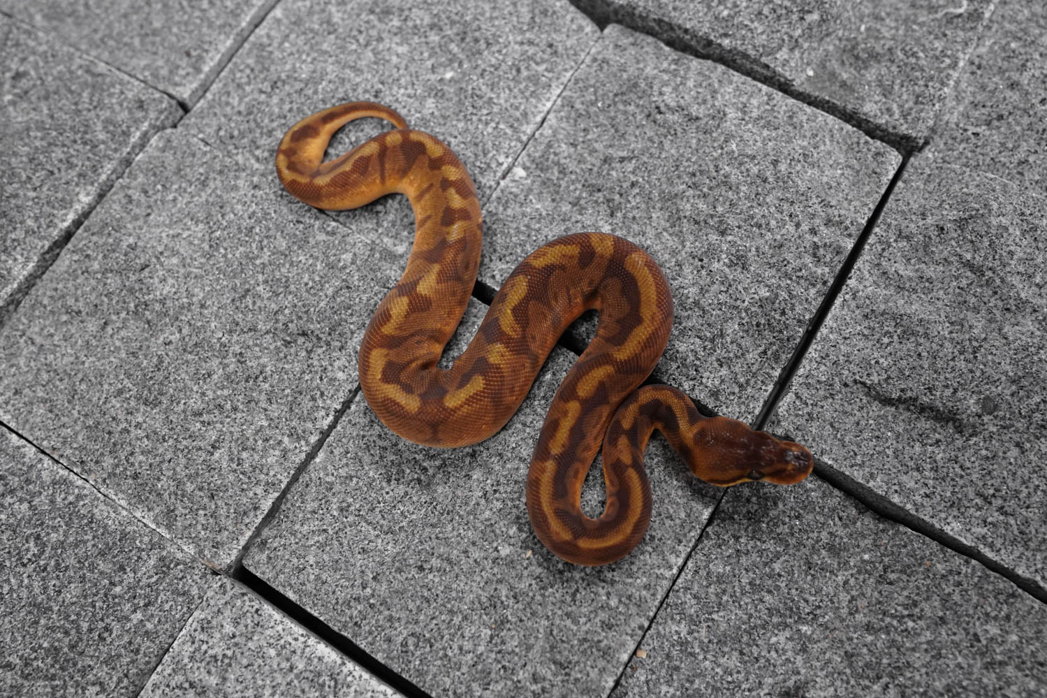 Enchi Sunset – REALITY BALL PYTHON