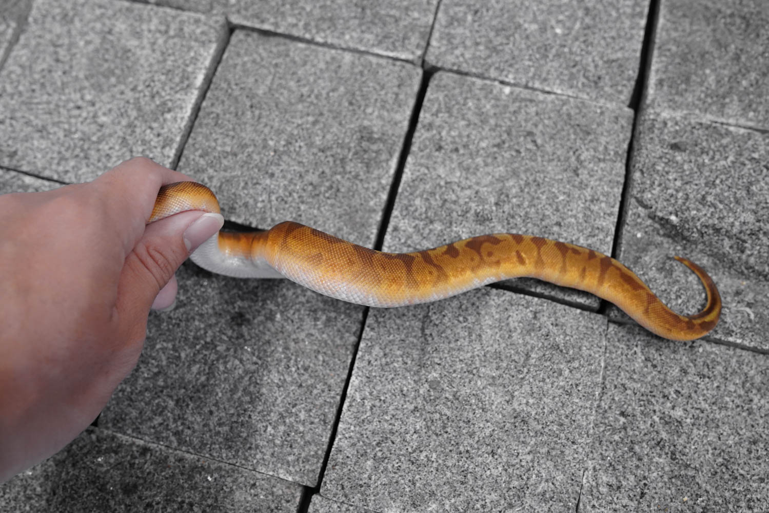 Enchi Sunset – REALITY BALL PYTHON