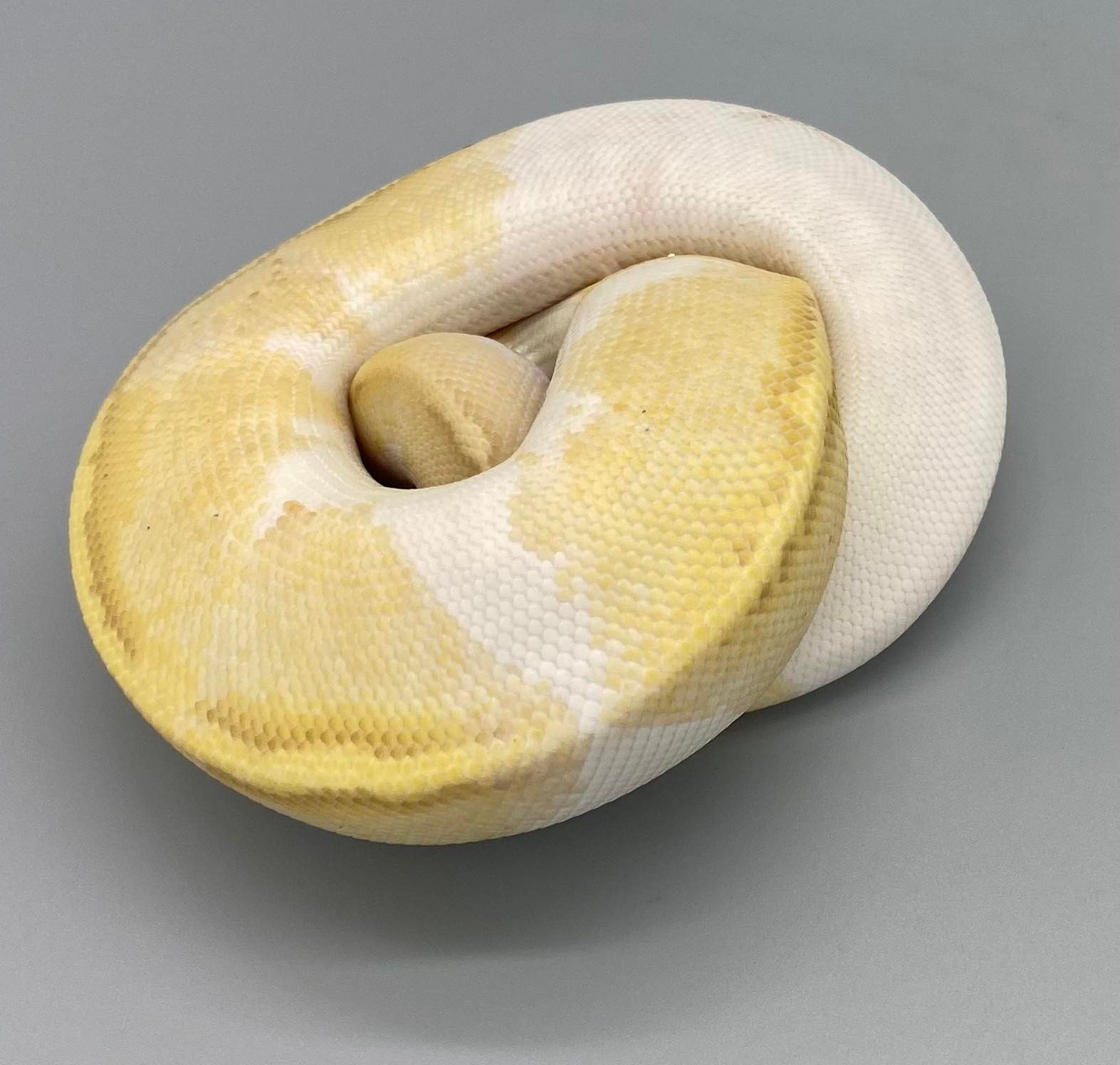 Banana Pied Poss Enchi – REALITY BALL PYTHON