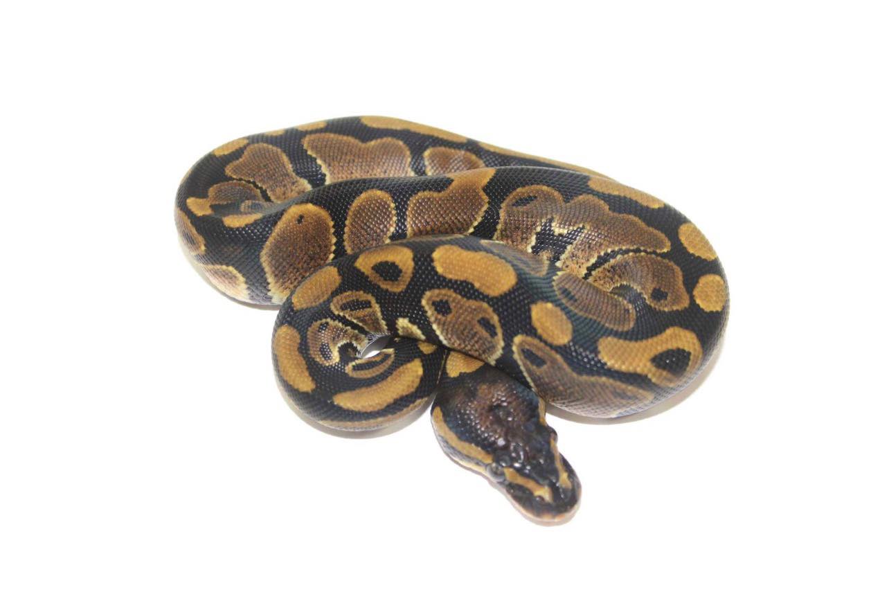 Normal 100% DH Desert Ghost Pied – REALITY BALL PYTHON