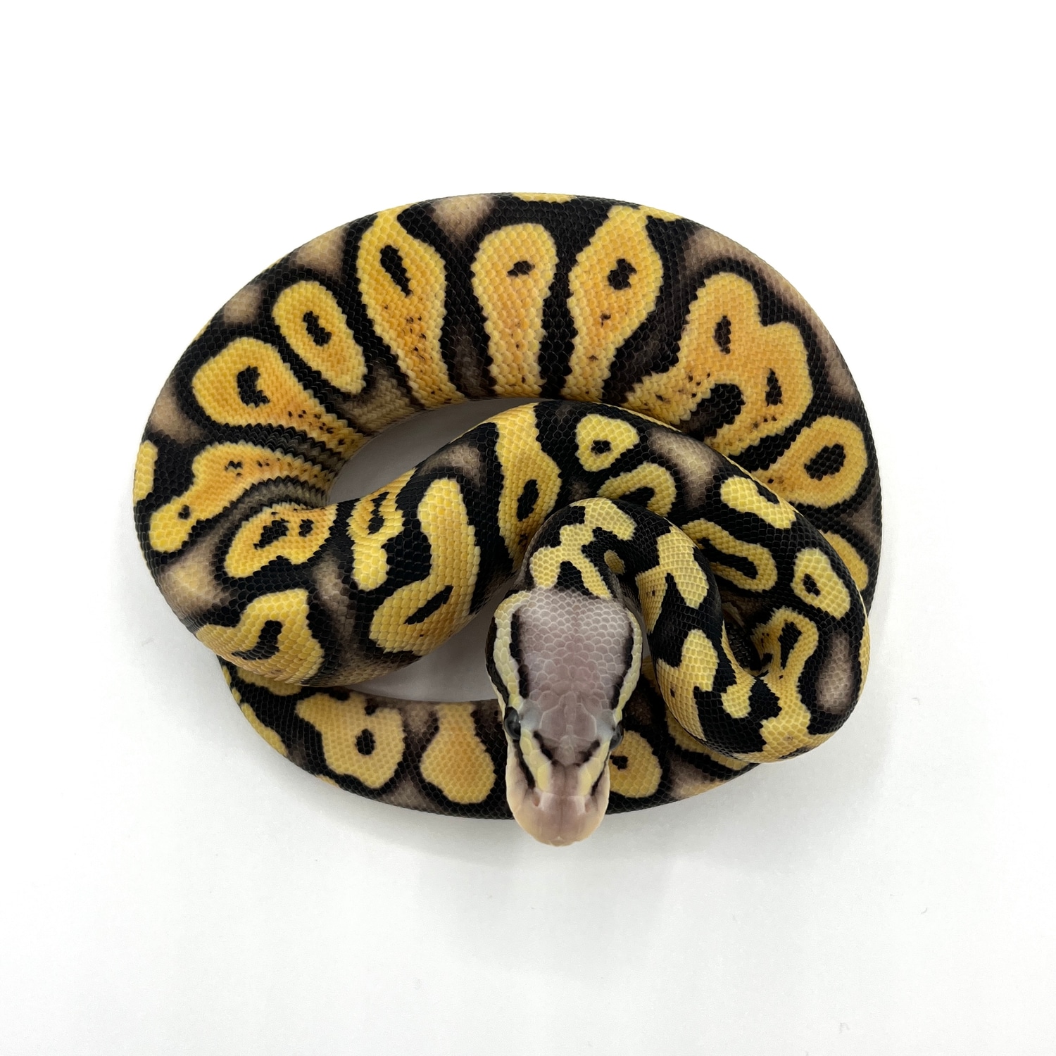 GHI Pastel Desert Ghost – REALITY BALL PYTHON