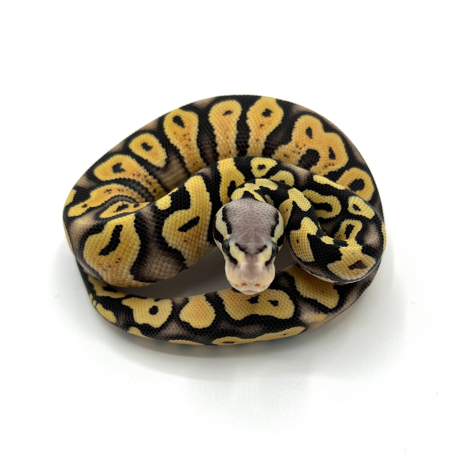 GHI Pastel Desert Ghost – REALITY BALL PYTHON