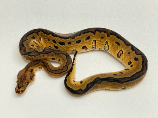 Redstripe Clown – REALITY BALL PYTHON