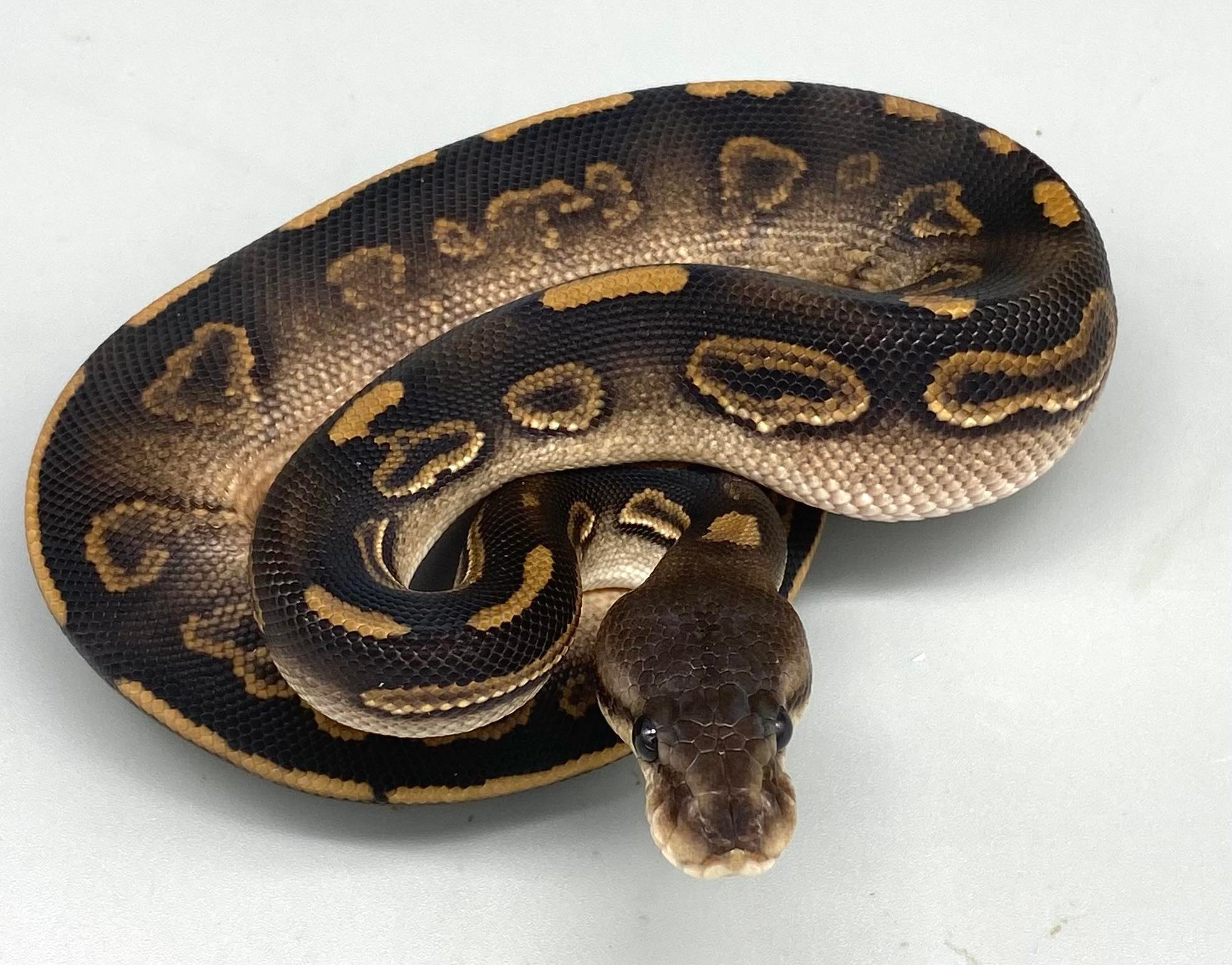Cinnamon Wookie 100% Het Hypo – REALITY BALL PYTHON