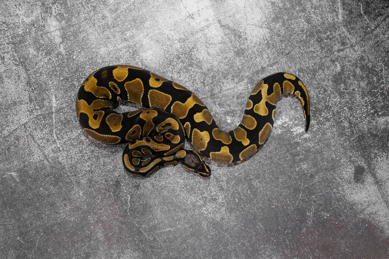 Normal 100% DH Desert Ghost Pied – REALITY BALL PYTHON