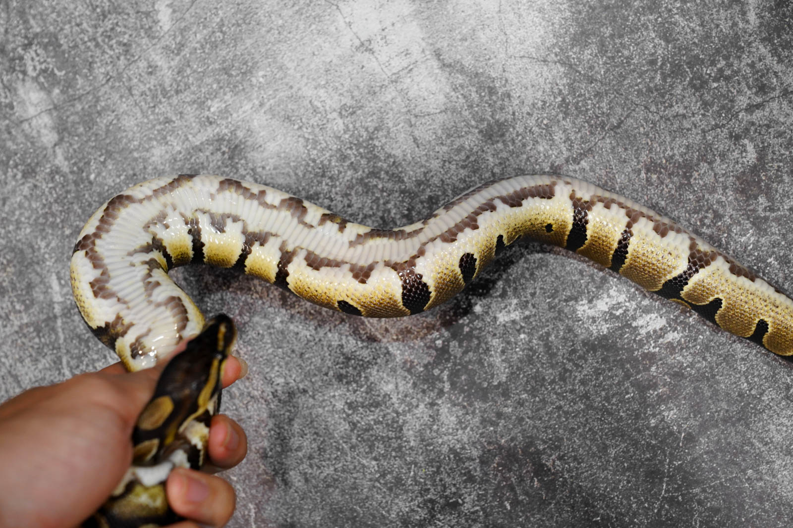 Normal 100% DH Desert Ghost Pied – REALITY BALL PYTHON