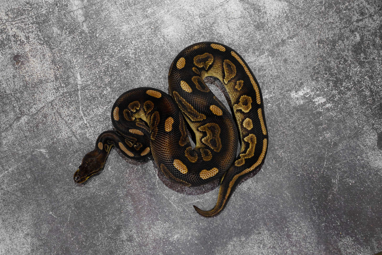 Cinnamon Wookie 100% Het Hypo – REALITY BALL PYTHON