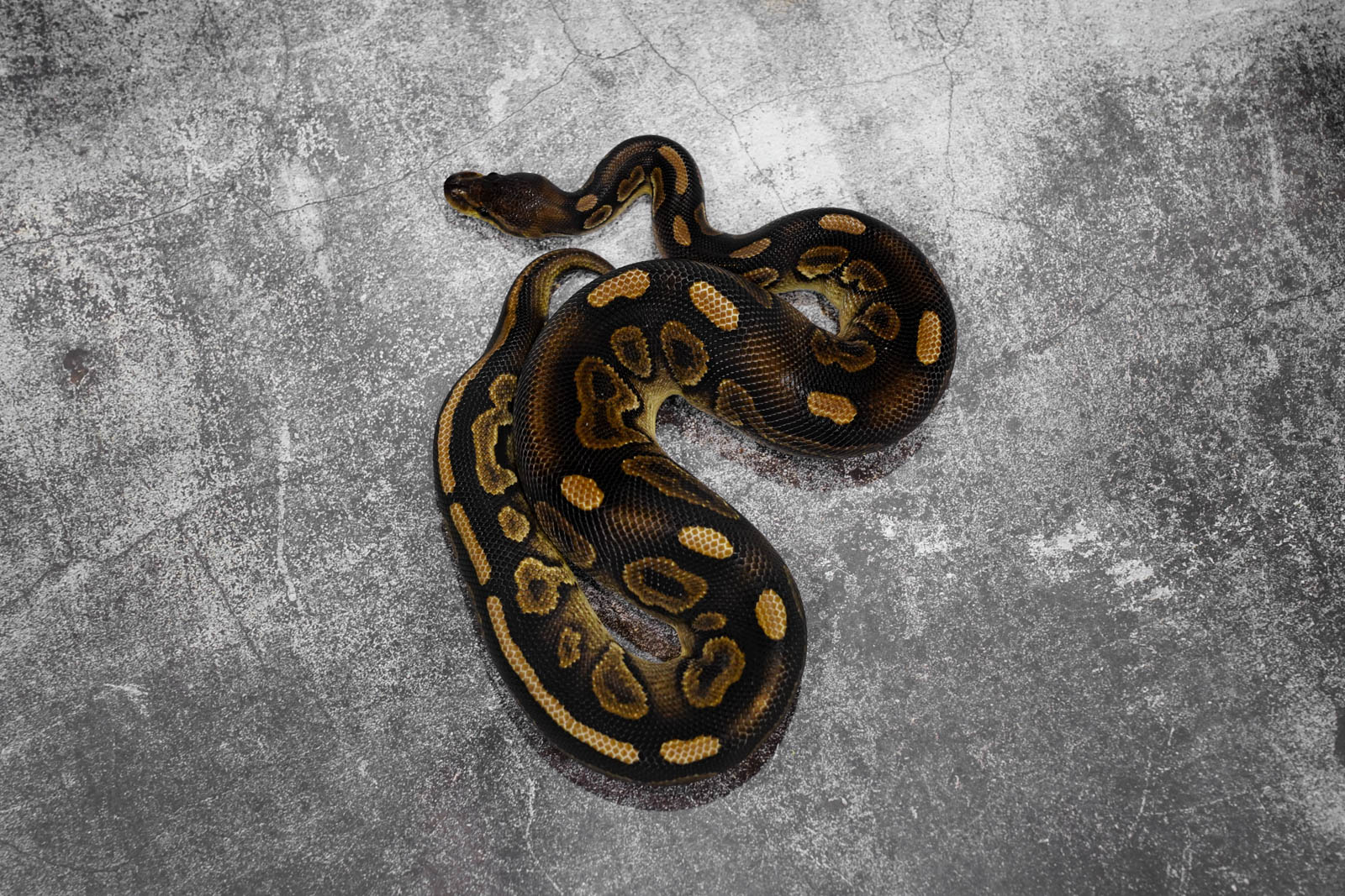 Cinnamon Wookie 100% Het Hypo – REALITY BALL PYTHON
