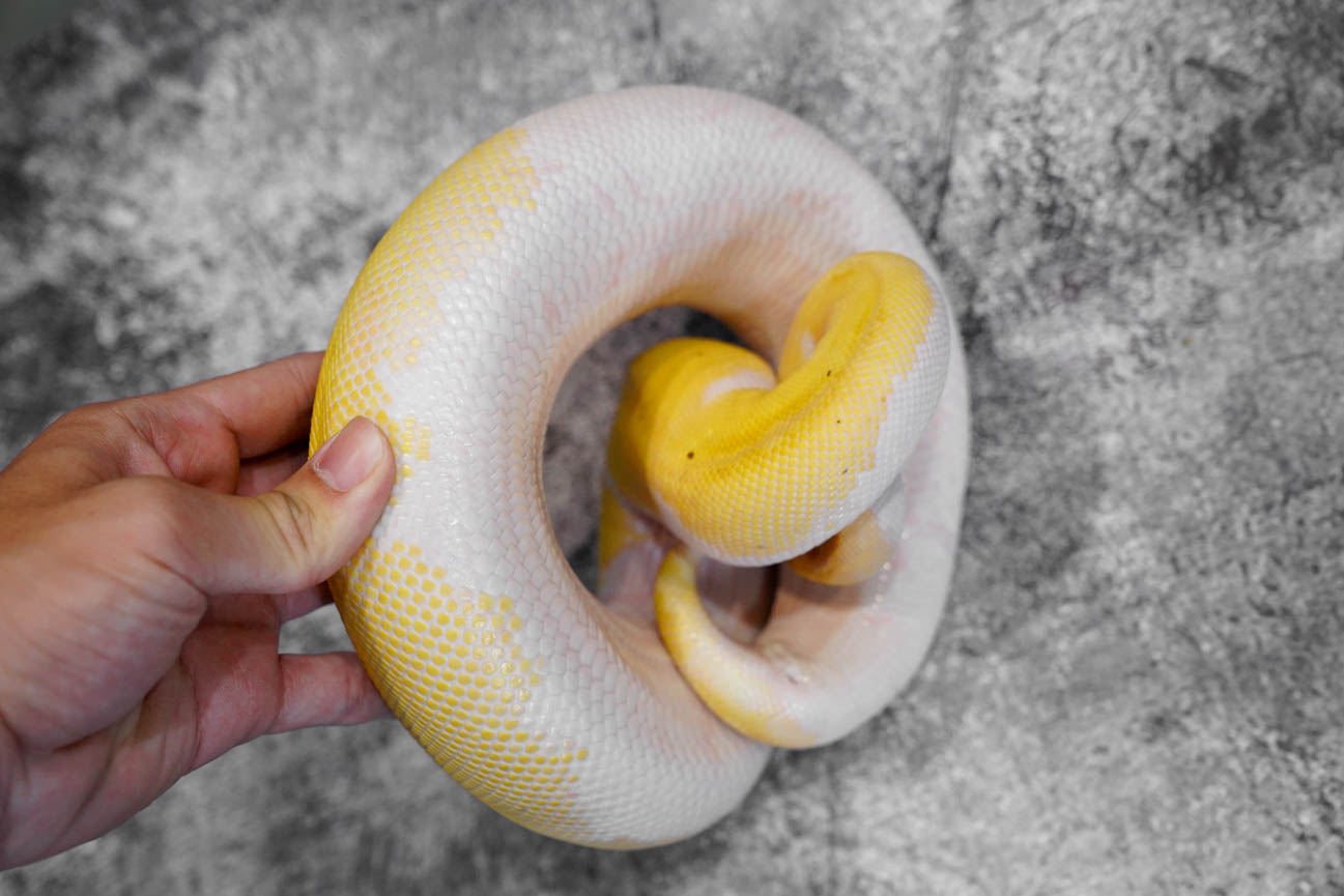 Banana Pied Poss Enchi – REALITY BALL PYTHON