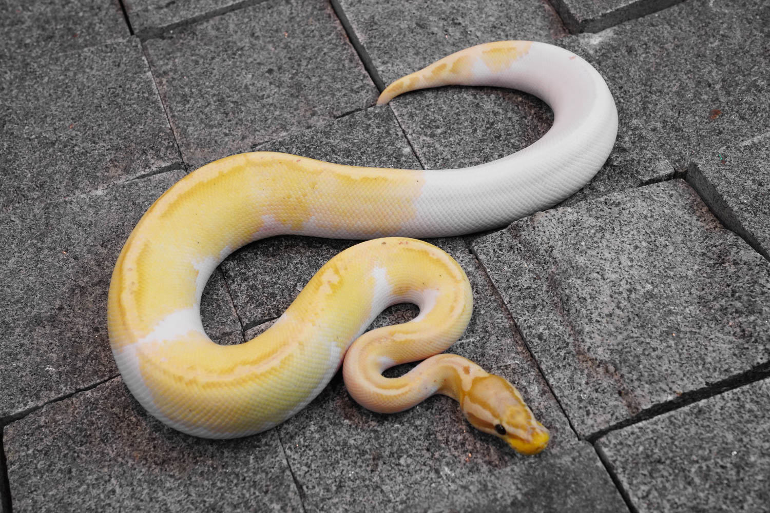 Banana Pied Poss Enchi – REALITY BALL PYTHON
