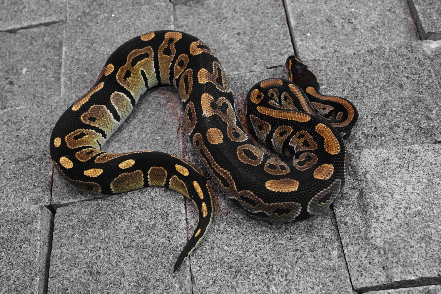 Black Head 100% Het Clown – REALITY BALL PYTHON