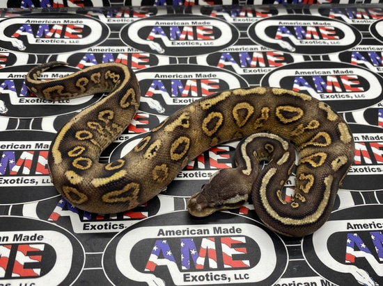 Black Pewter Ball Python