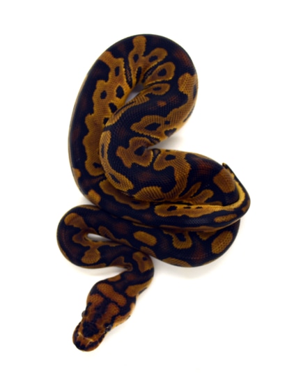 Clown – REALITY BALL PYTHON
