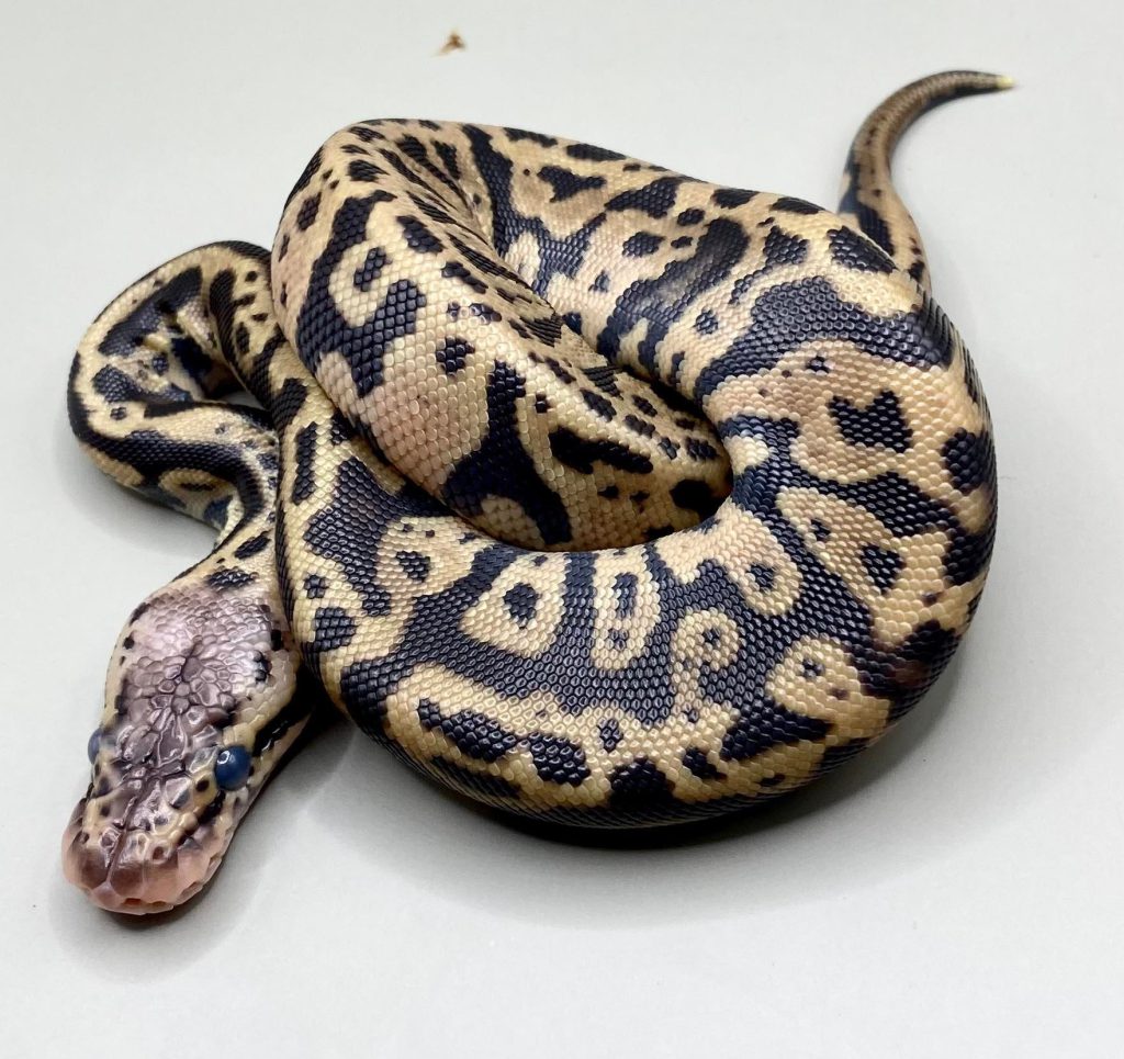 Confusion Pastel 100% Het Clown 66% Het Pied – REALITY BALL PYTHON
