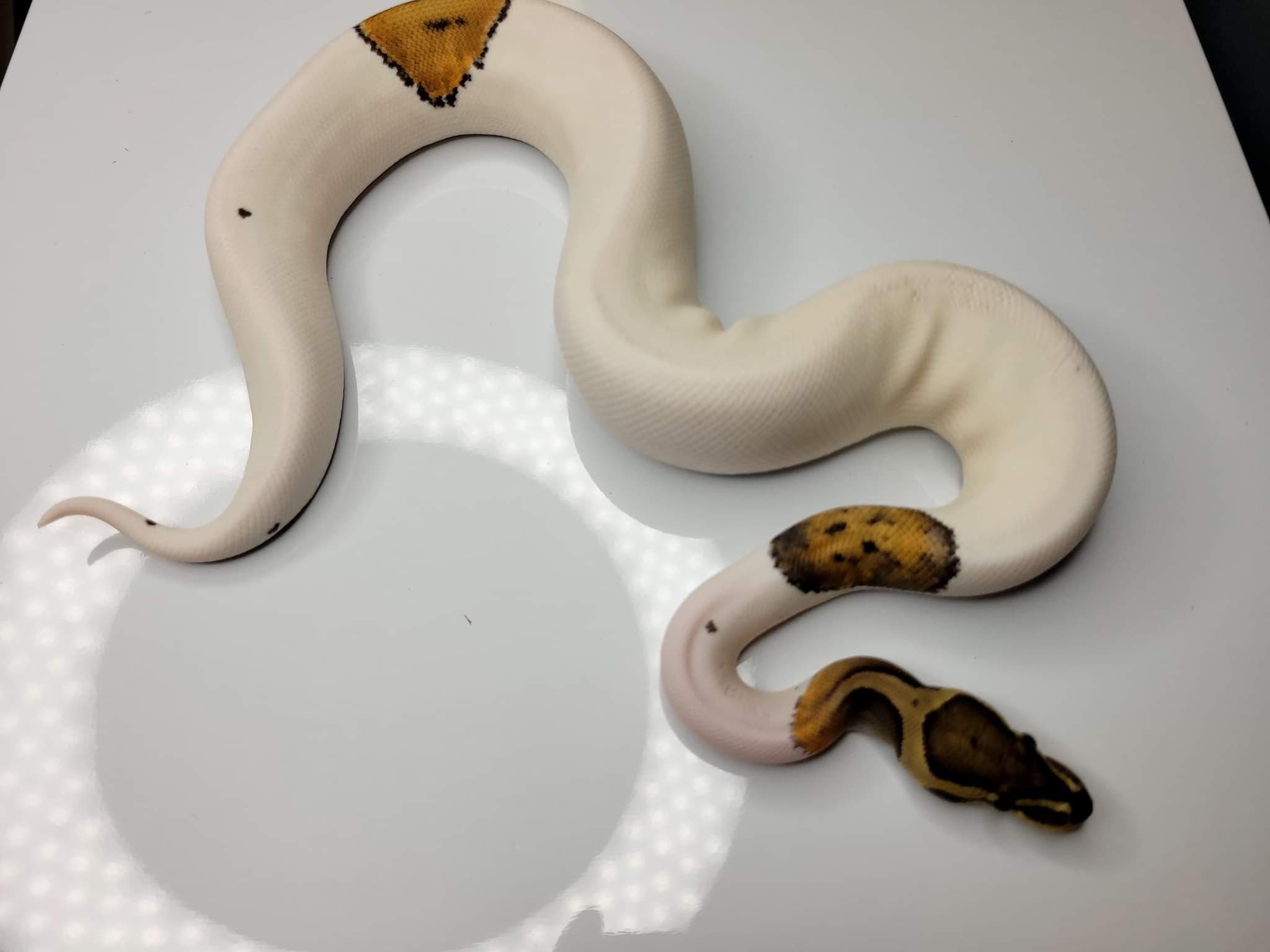 Hypo Pied Poss Leopard – REALITY BALL PYTHON