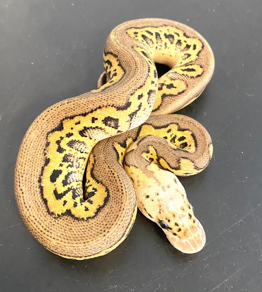 GHI Red Stripe Leopard 100% Het Clown – REALITY BALL PYTHON