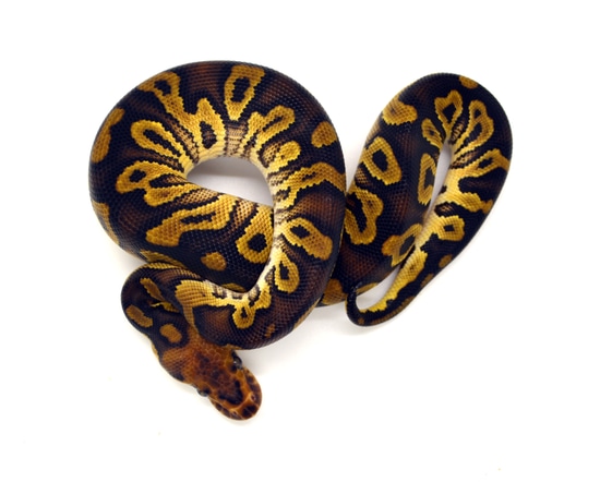 Cypress Clown – REALITY BALL PYTHON