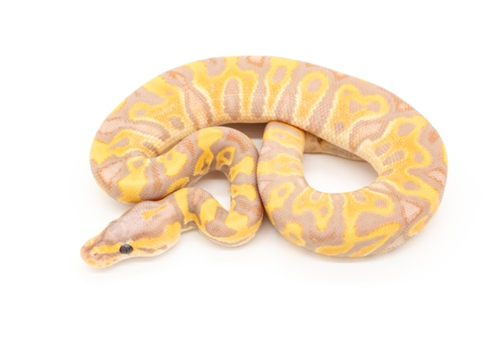 Leopard Banana Crypton 66% Pied (Female Maker) – REALITY BALL PYTHON