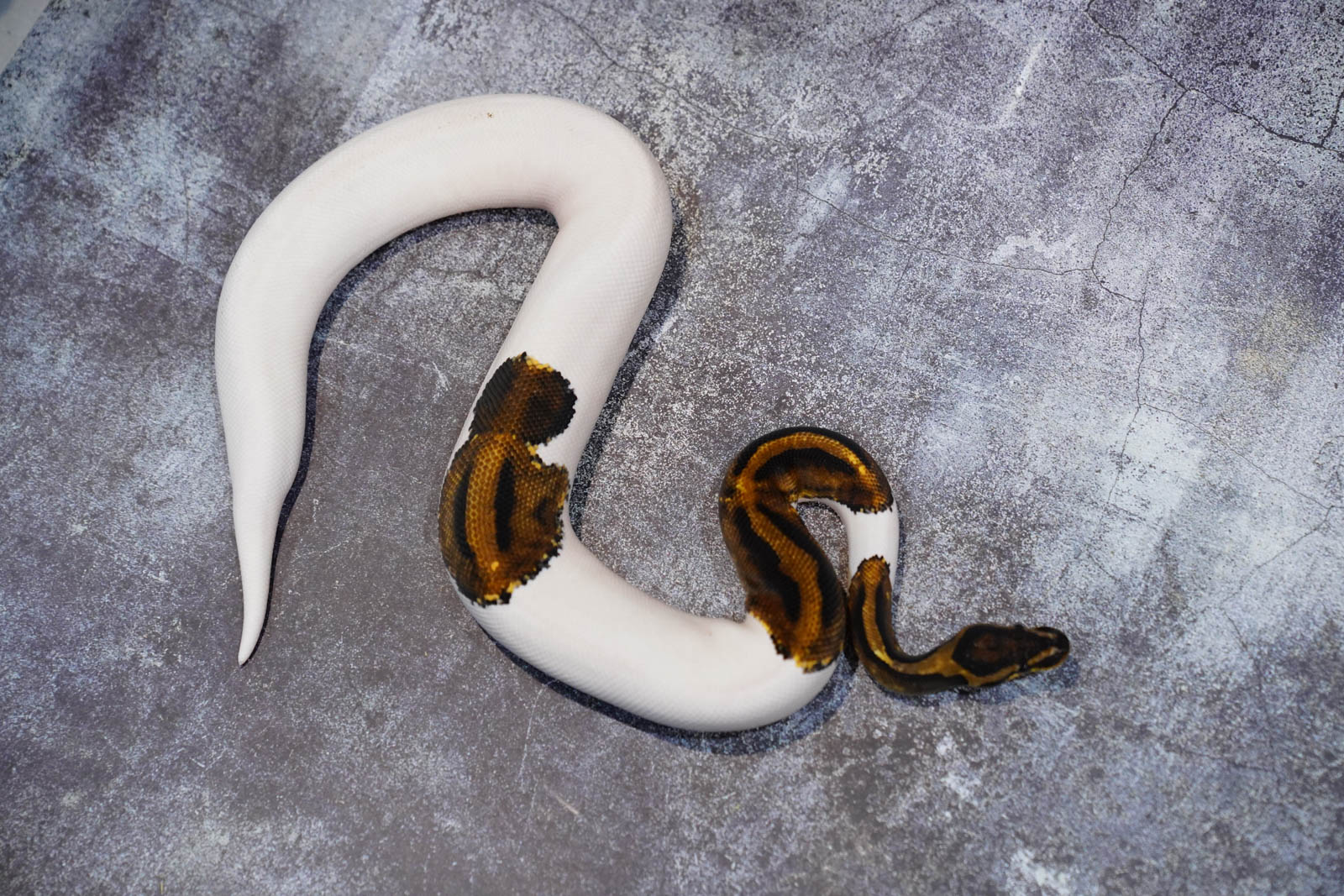 Pied 100% Het Candy – REALITY BALL PYTHON