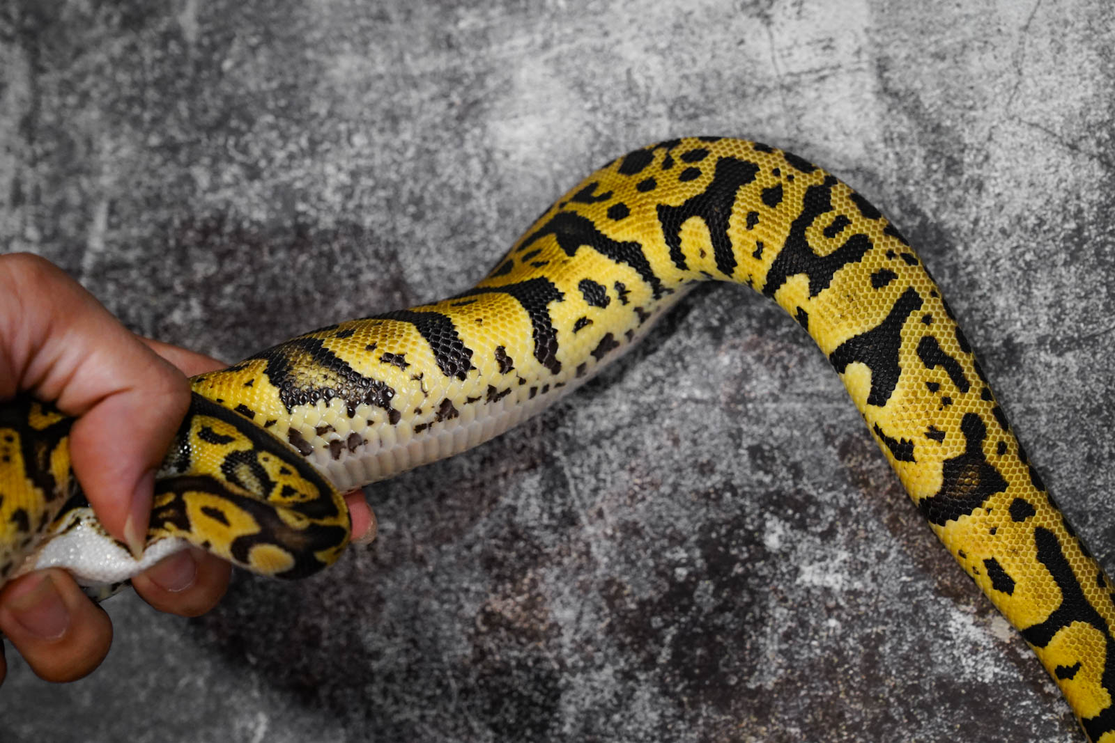 Confusion Pastel 100% Het Clown 66% Het Pied – REALITY BALL PYTHON