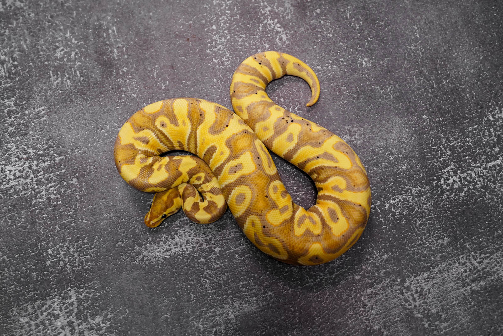 Leopard Banana Crypton 66% Pied (Female Maker) – REALITY BALL PYTHON