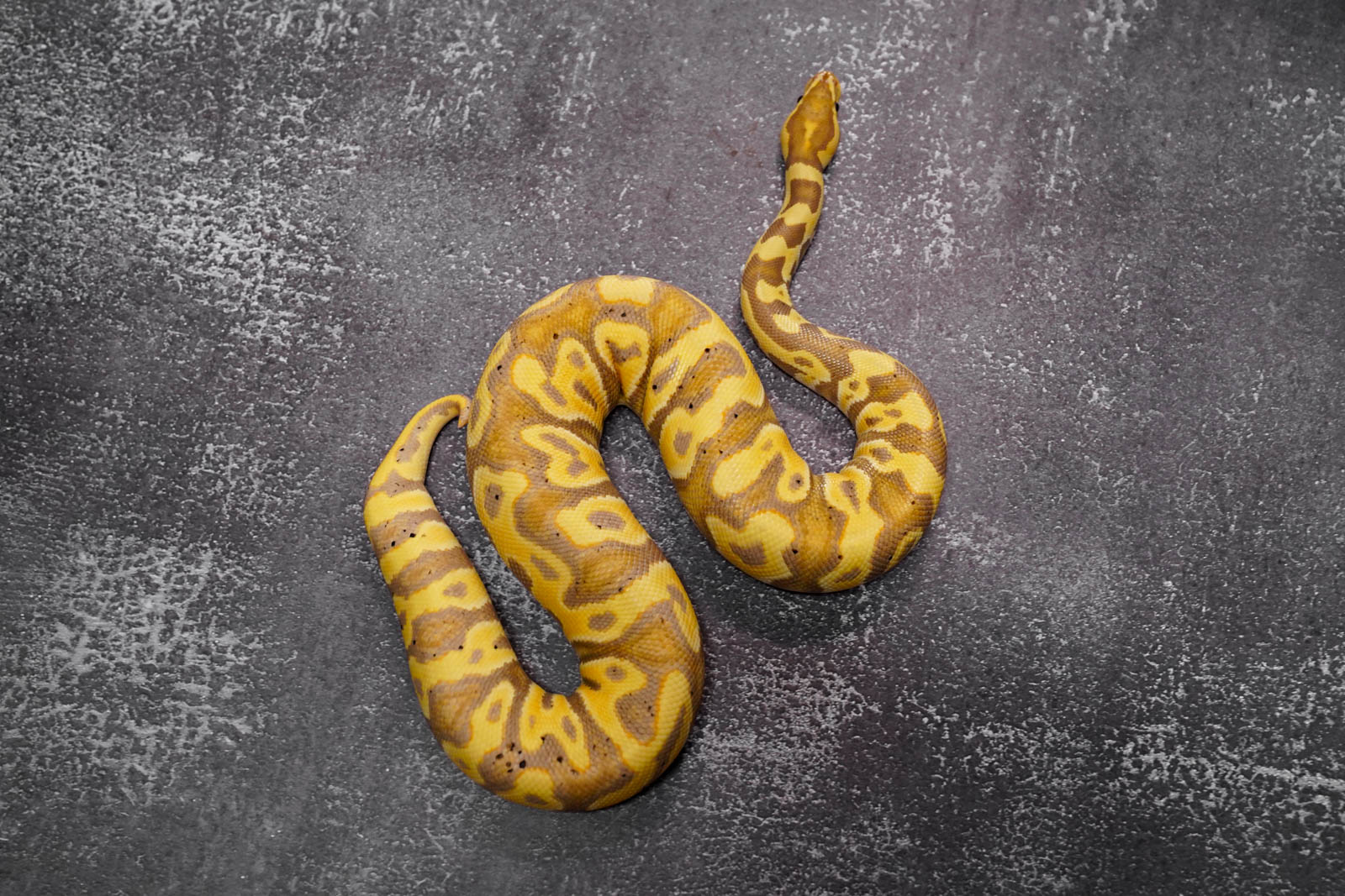 Leopard Banana Crypton 66% Pied (Female Maker) – REALITY BALL PYTHON