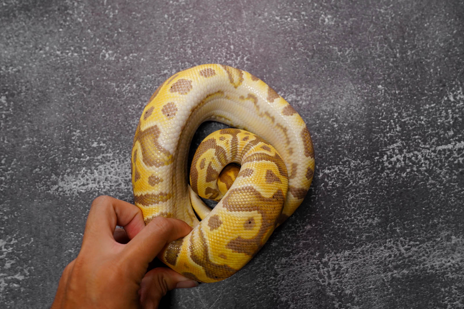 Leopard Banana Crypton 66% Pied (Female Maker) – REALITY BALL PYTHON
