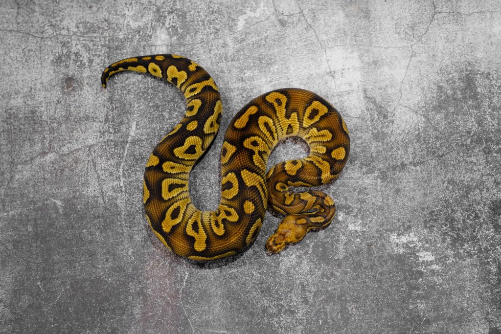Cypress Clown – REALITY BALL PYTHON