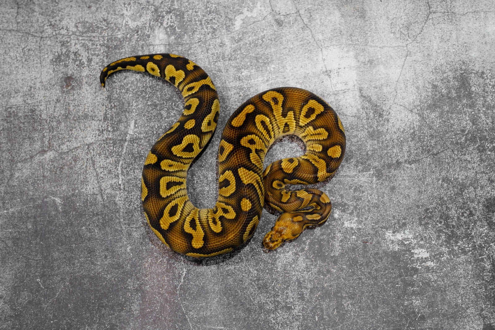 Cypress Clown – REALITY BALL PYTHON