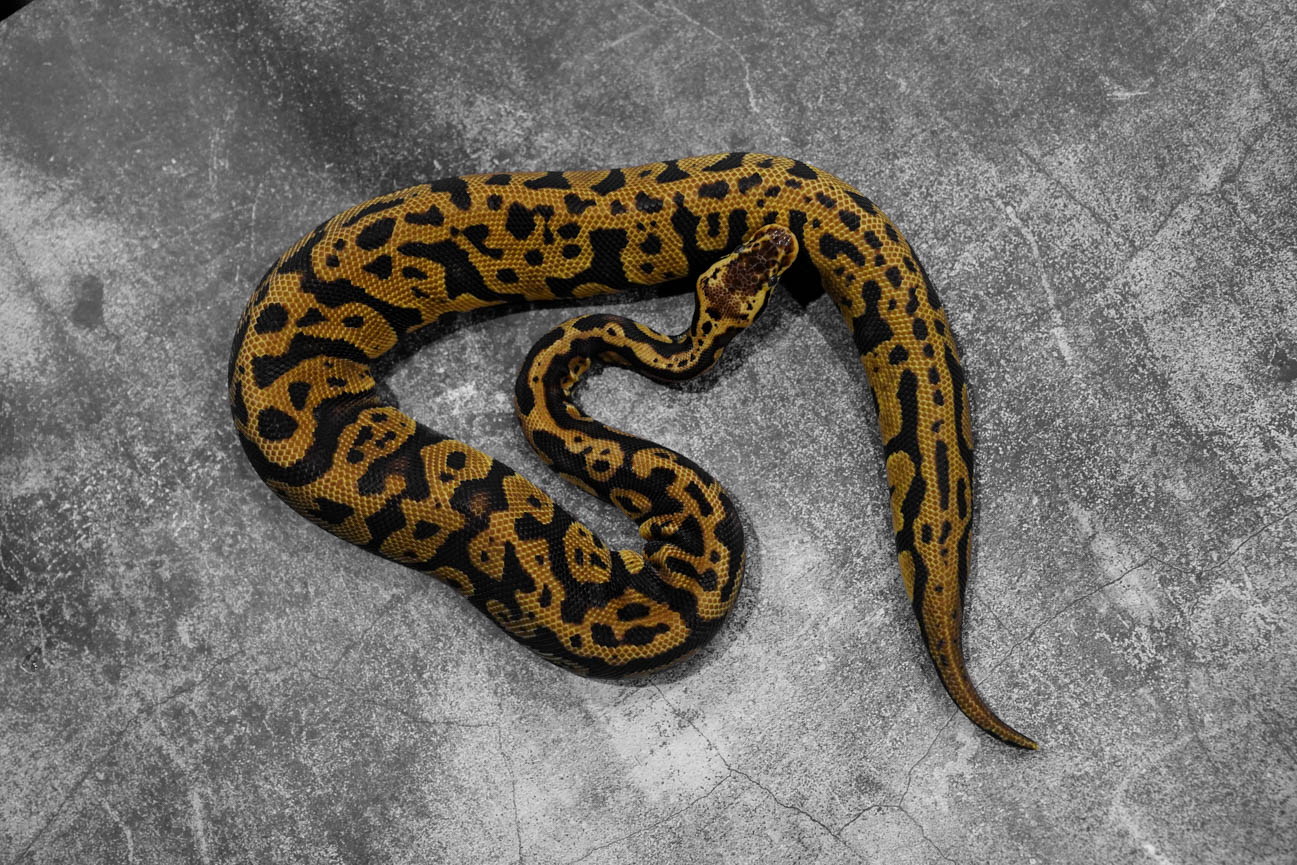 Confusion Pastel 100% Het Clown 66% Het Pied – REALITY BALL PYTHON