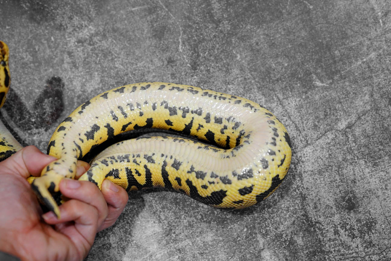 Confusion Pastel 100% Het Clown 66% Het Pied – REALITY BALL PYTHON