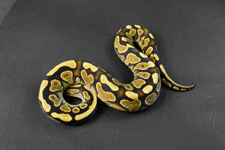 Lace YB 66% Het Clown – REALITY BALL PYTHON