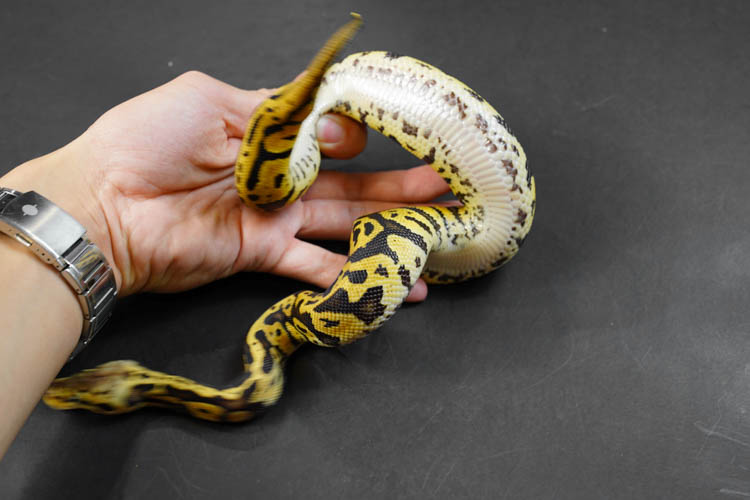 Confusion Pastel 100% Het Clown 66% Het Pied – REALITY BALL PYTHON