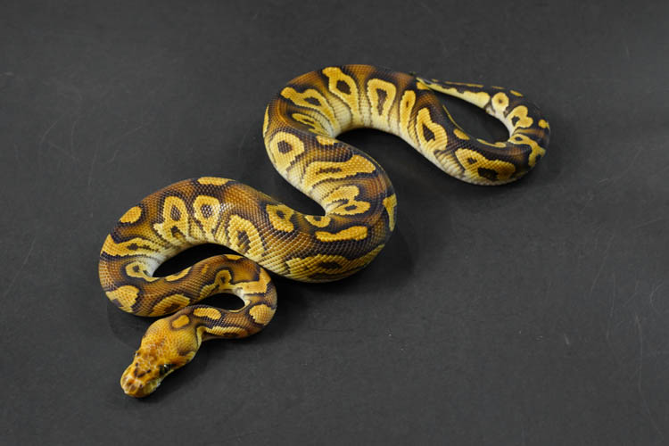 Cypress Clown – REALITY BALL PYTHON