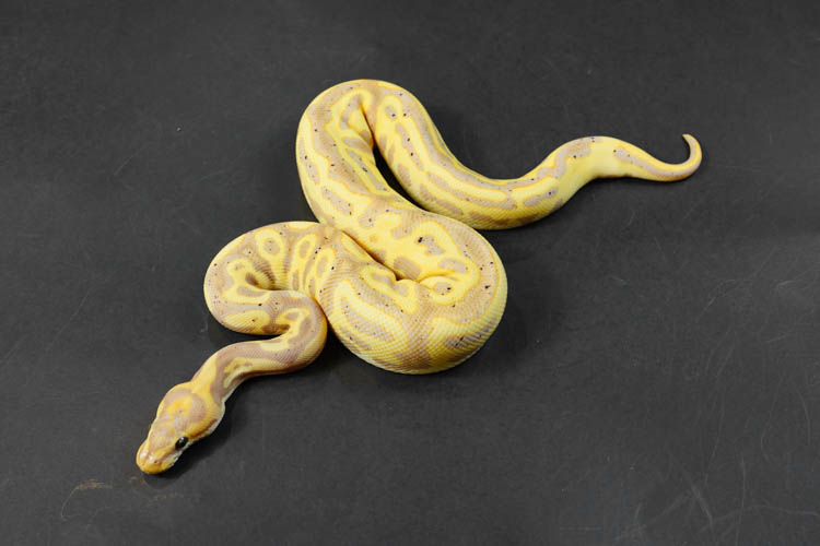 Leopard Banana Crypton 66% Pied (Female Maker) – REALITY BALL PYTHON