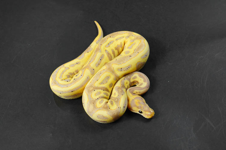 Leopard Banana Crypton 66% Pied (Female Maker) – REALITY BALL PYTHON