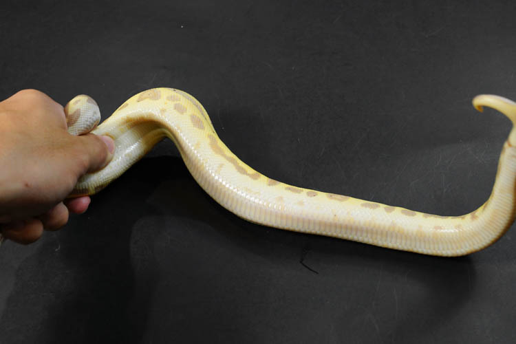 Leopard Banana Crypton 66% Pied (Female Maker) – REALITY BALL PYTHON