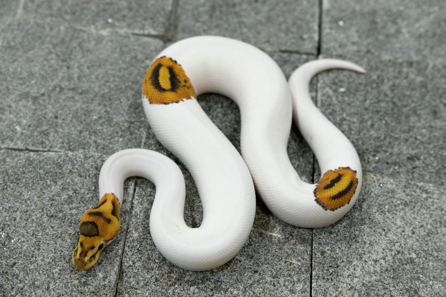 Special YB Pied – REALITY BALL PYTHON