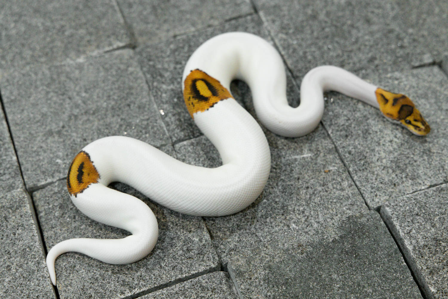 Special YB Pied – REALITY BALL PYTHON