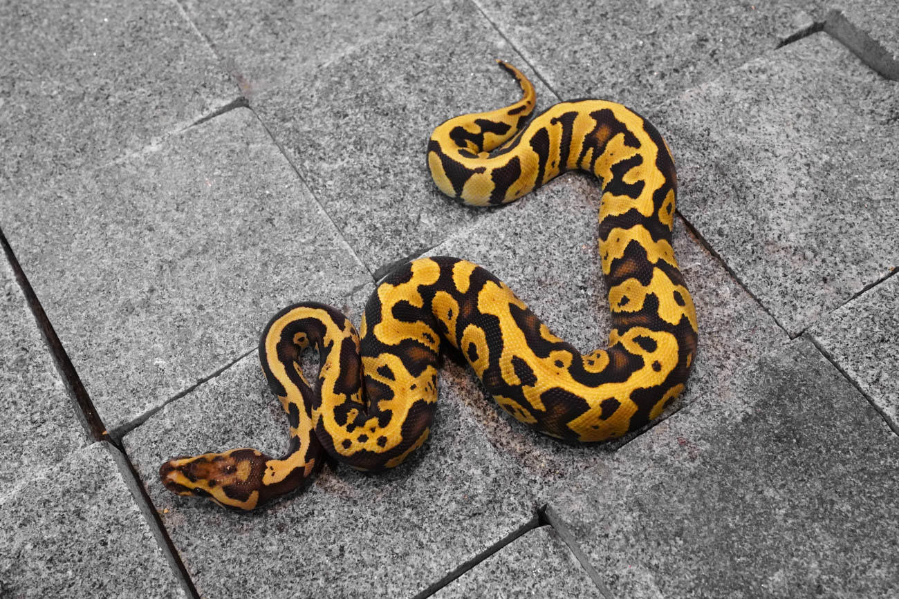 Fire Confusion 100% Het Clown – REALITY BALL PYTHON