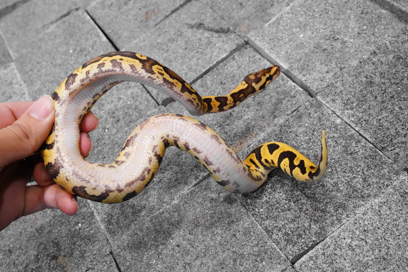 Fire Confusion 100% Het Clown – REALITY BALL PYTHON