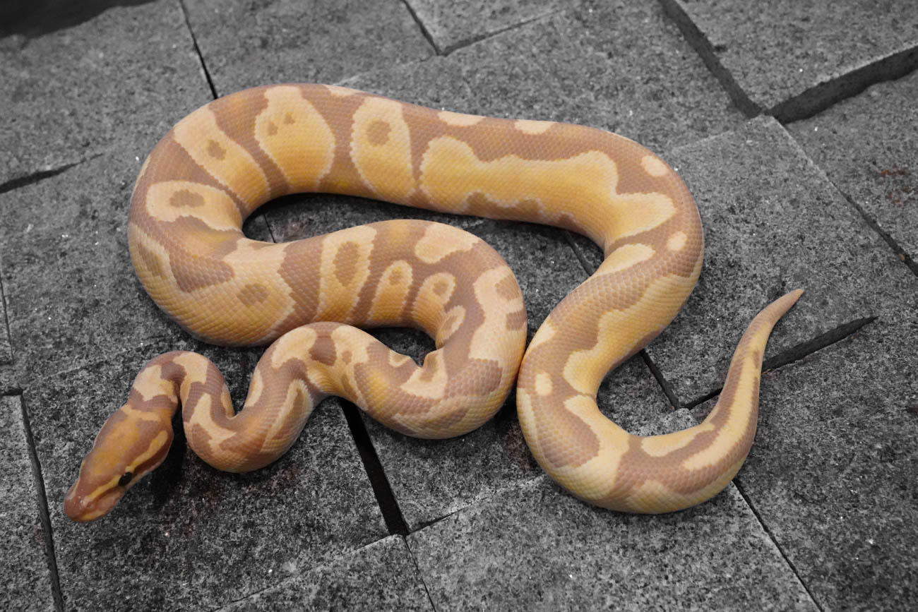 OD Fire Ultramel 50% Het Pied – REALITY BALL PYTHON
