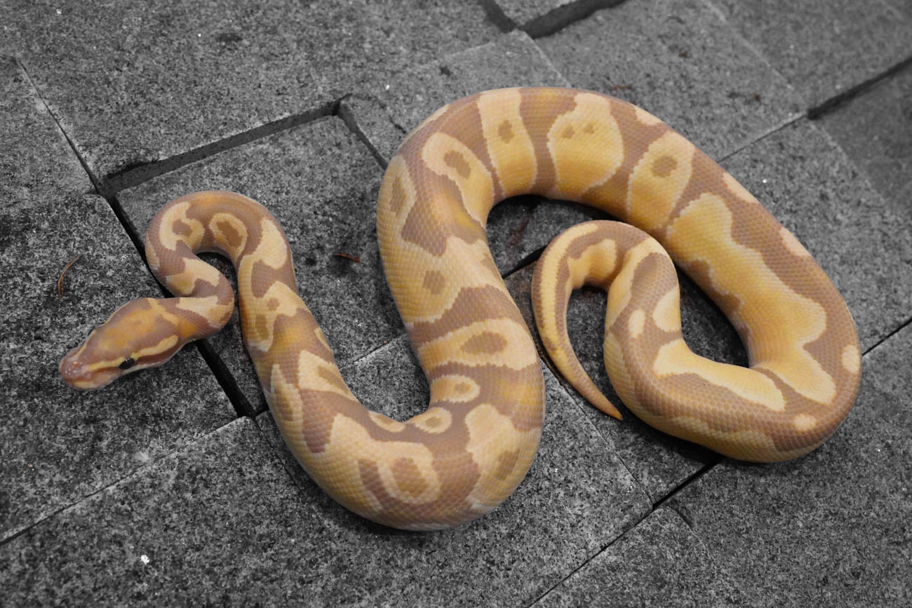 OD Fire Ultramel 50% Het Pied – REALITY BALL PYTHON